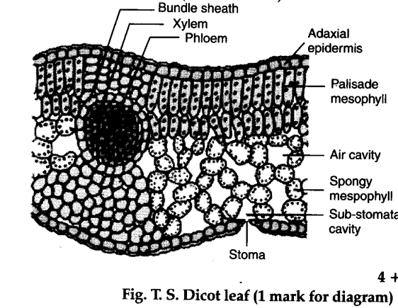 Diagram Of A Dicot Leaf Photos Cantik