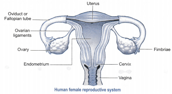 Draw A Labelled Diagram Of A Human Female Reproductive System CBSE Draw A Labelled Diagram Of A Human Female Reproductive System CBSE