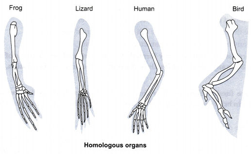 View Analogous Organs Examples Image Ano