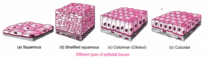 Describe The Structure And Function Of Different Types Of Epithelial 