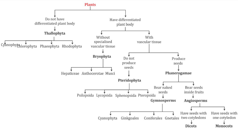 Plantebladdiagram